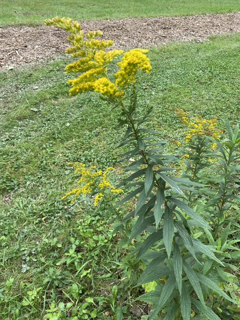 tall goldenrod from Ithaca, NY, US on September 21, 2022 at 05:22 PM by ...