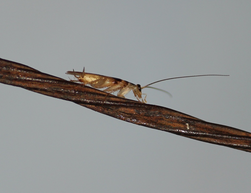 Cockroaches and Termites from 196, Joshua St, Puthukudierupu, Nagercoil ...