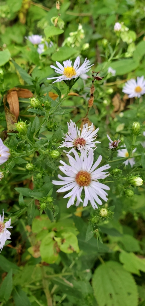 swamp aster from Newtown Township, PA 19073, USA on September 22, 2022 ...
