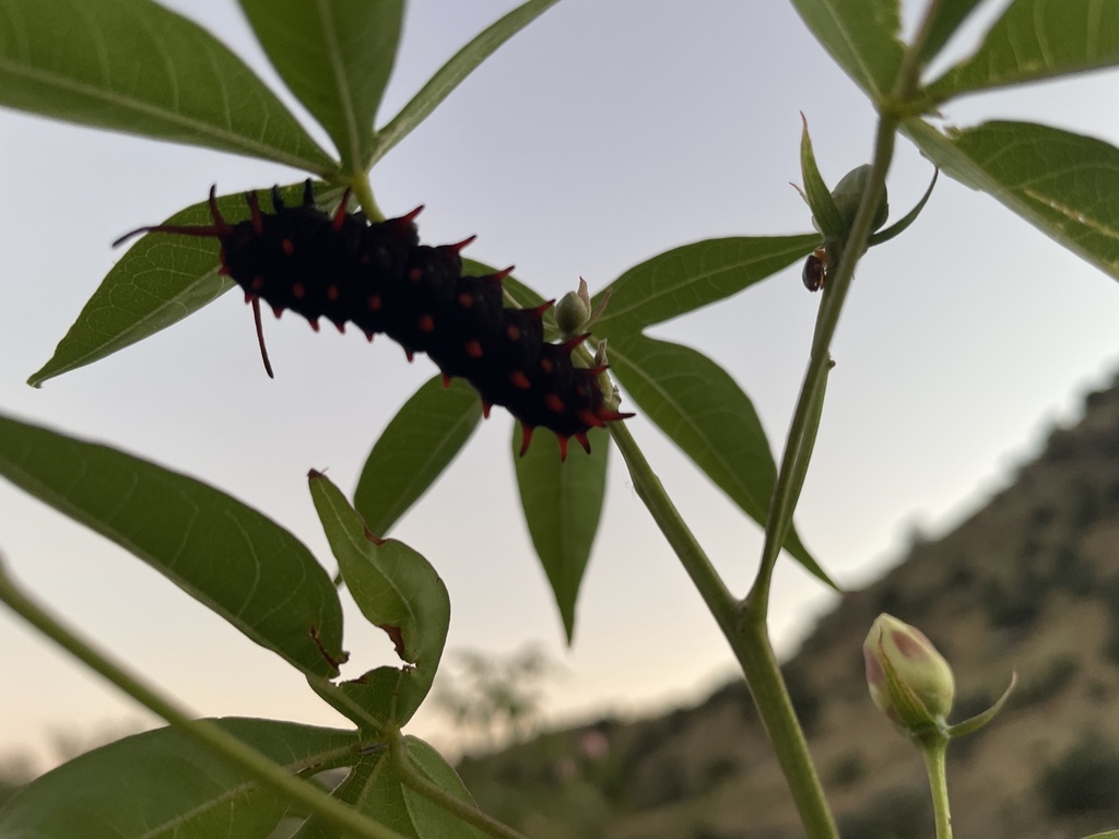 Pipevine Swallowtail from Pima County, US-AZ, US on September 17, 2022 ...