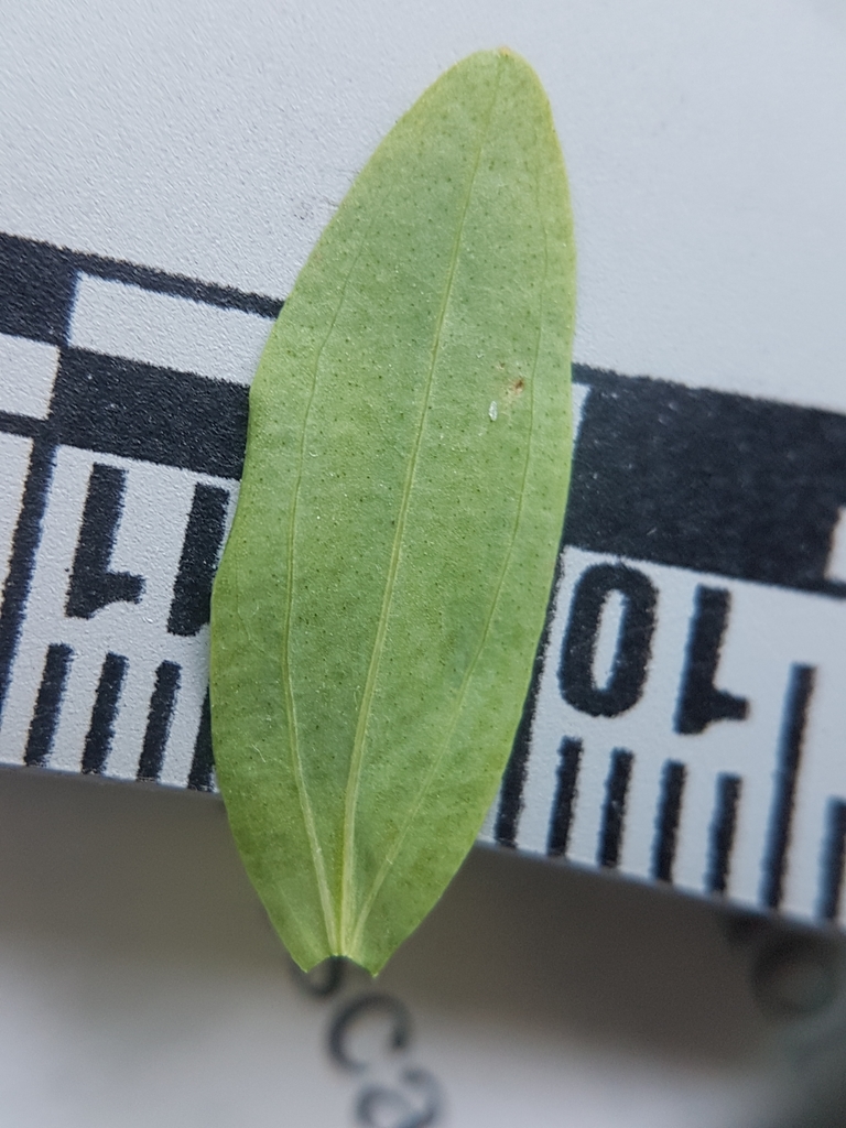 large canadian st. john's-wort (Hypericum majus) - Botanical Realm