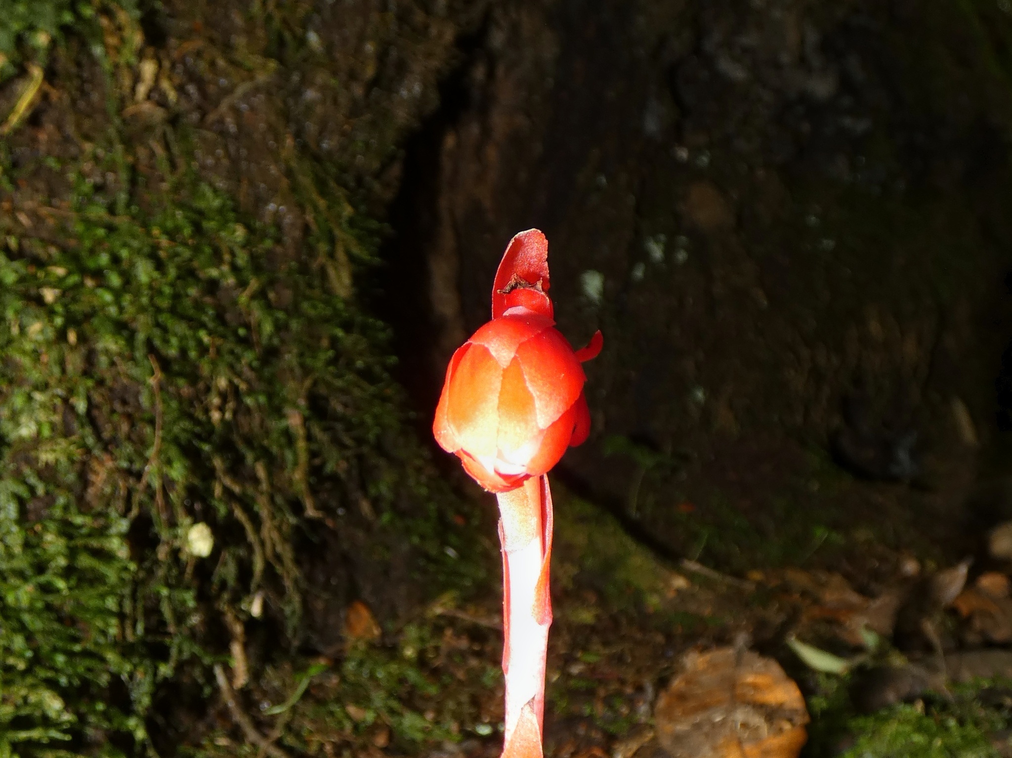 Monotropa coccinea Zucc.