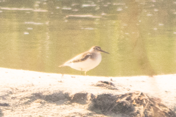 Green Sandpiper from Murtosa, Aveiro, Portugal on September 20, 2022 at ...