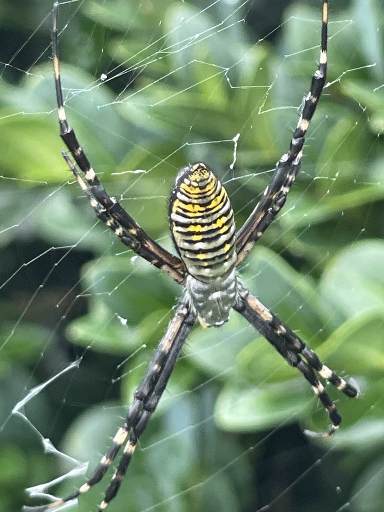 Banded Garden Spider from Virginia St E, Charleston, WV, US on ...