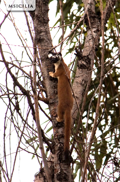 Bridled Long-tailed Weasel from Xochimilco on September 25, 2010 by ...