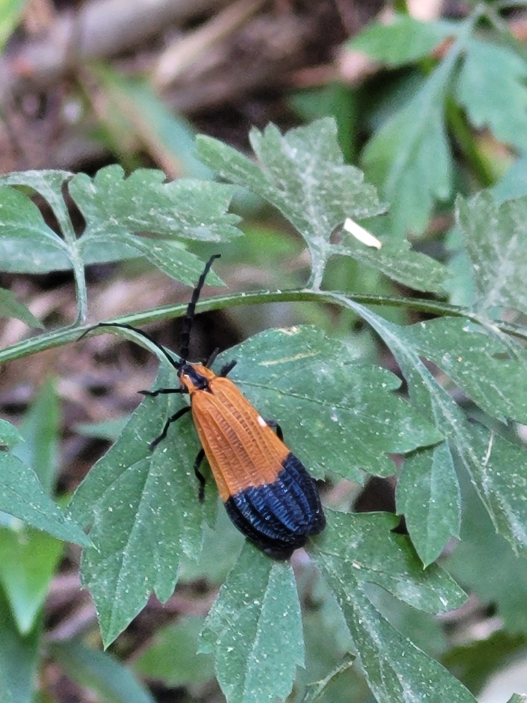 End Band Net-winged Beetle from Troy, AL, USA on September 22, 2022 at ...