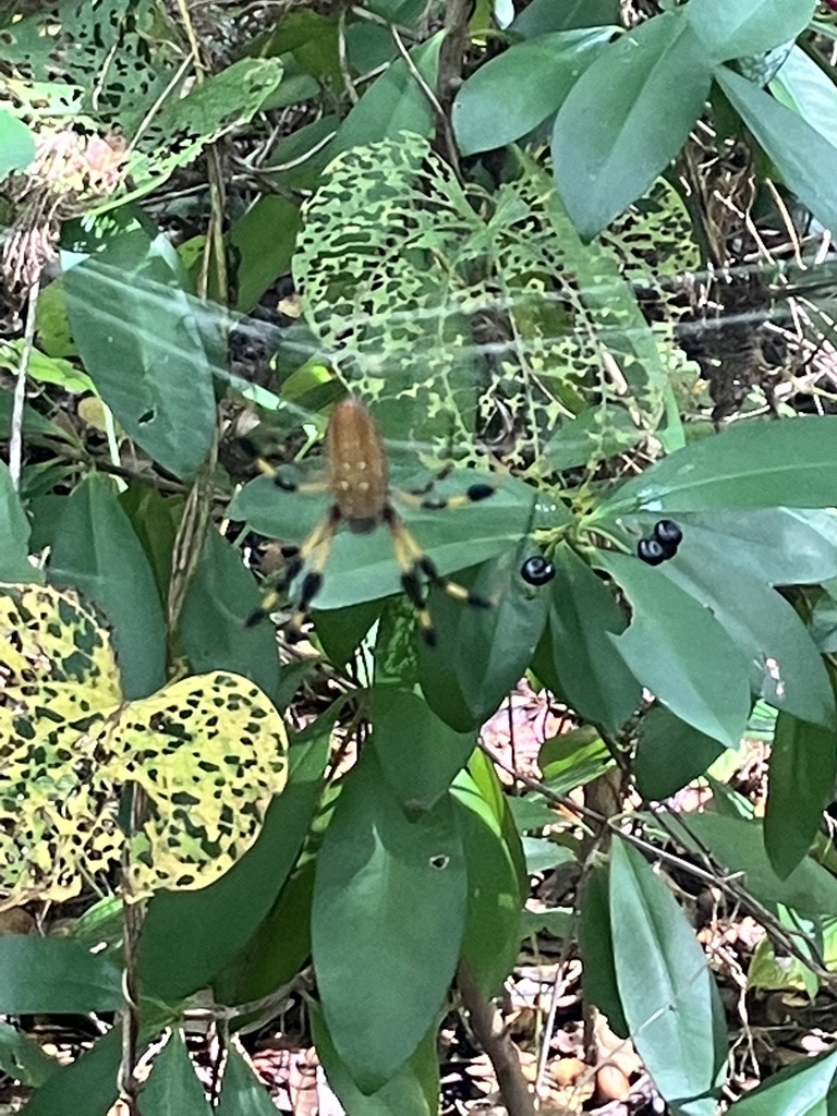 Golden Silk Spider from SW 76th St, Miami, FL, US on September 22, 2022 ...