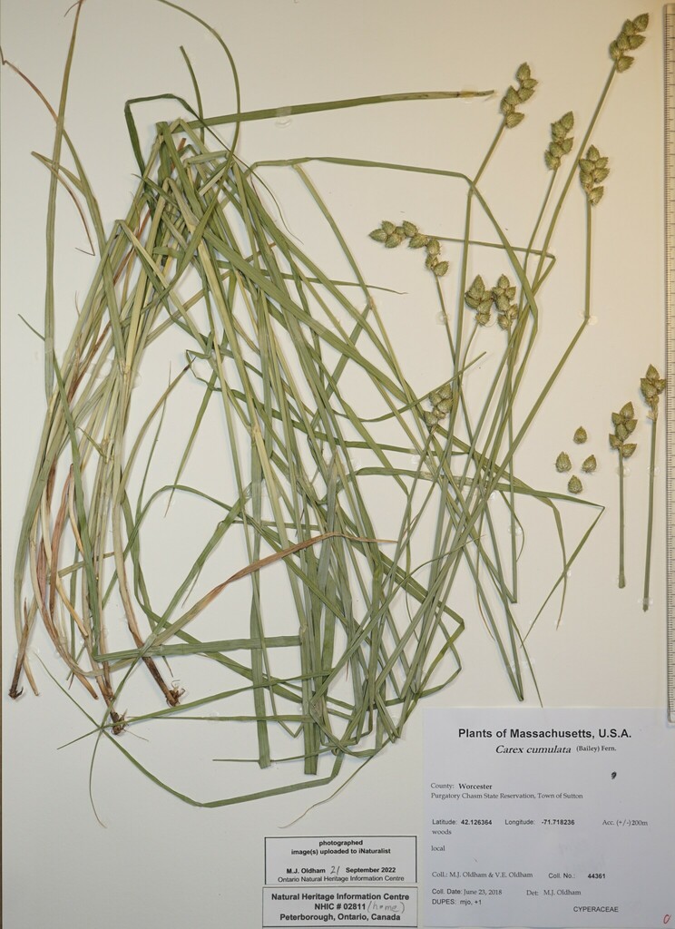 clustered sedge from U.S.A., Massachusetts, Worcester County, Purgatory ...