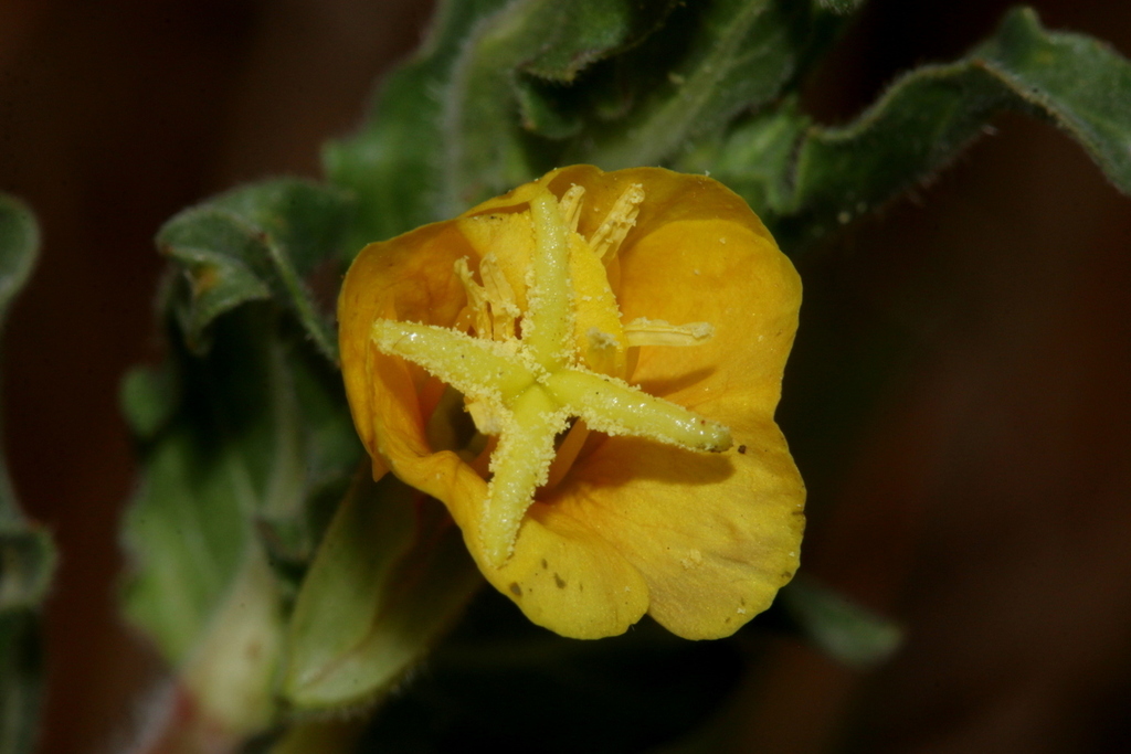 fragrant evening-primrose from Koedoespoort 456-Jr, Pretoria, 0186 ...