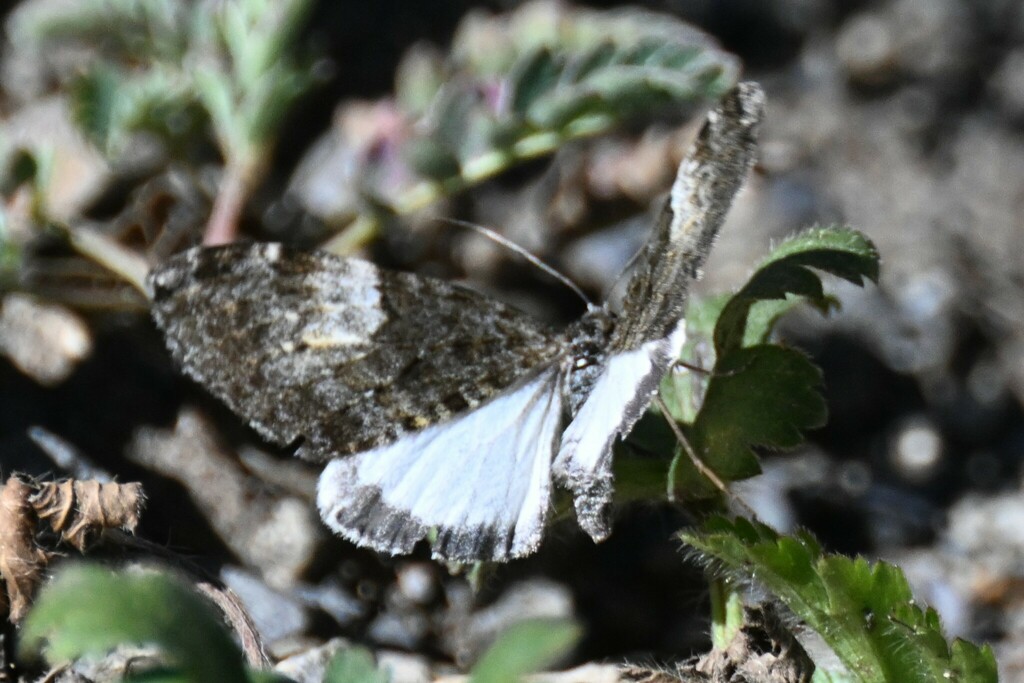Butterflies and Moths from Gyêgu Tibetan, Qinghai, China on July 23 ...
