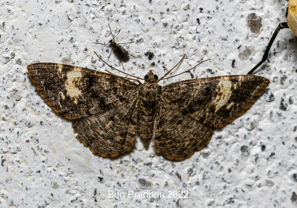 Ennominae from Darjeeling town, Gandhi Road, Darjeeling, West Bengal ...