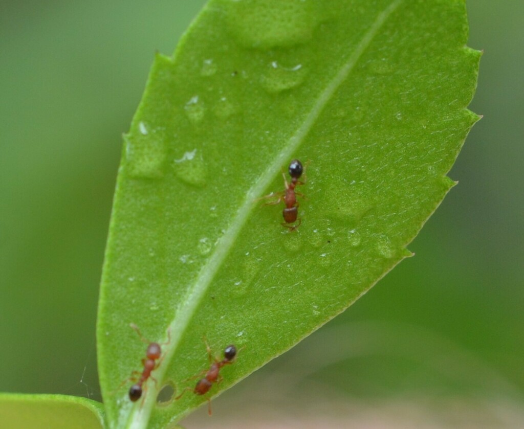 Greenhouse Fierce Ant from Parkland, FL, USA on September 18, 2022 at ...