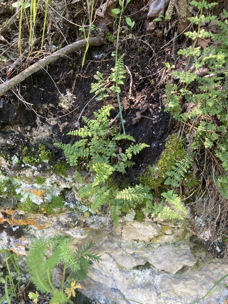 ferns from Rocky View, AB, Canada on July 09, 2022 at 11:13 AM by ...