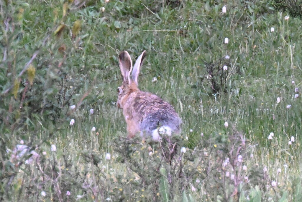 Woolly Hare from Zadoi County, Yushu, Qinghai, China on July 22, 2022 ...