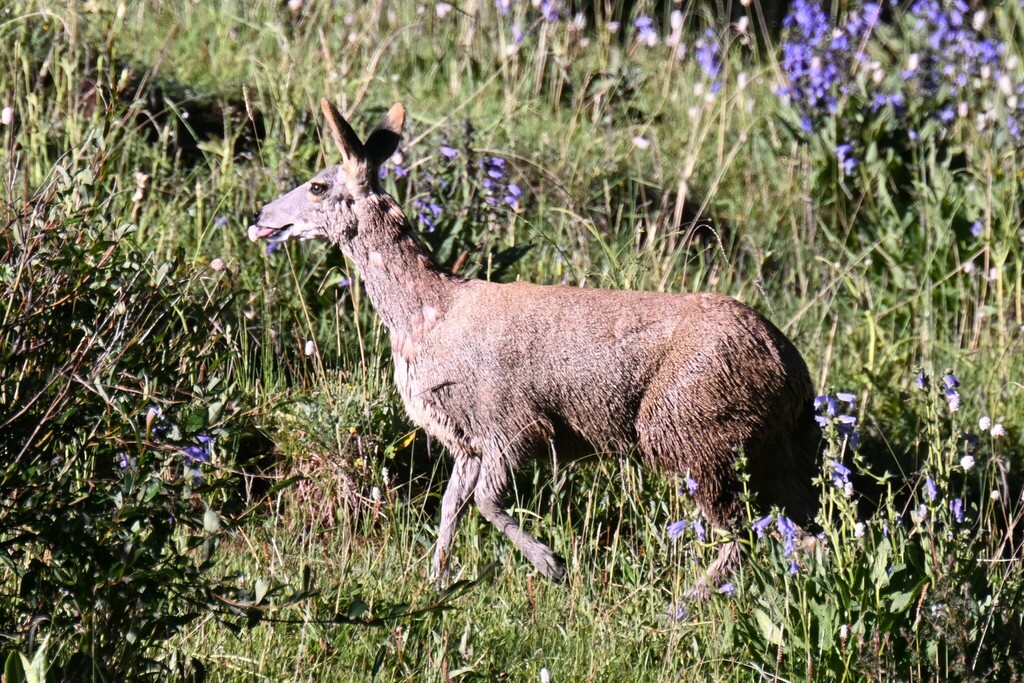 Alpine Musk Deer in July 2022 by Amaël Borzée · iNaturalist