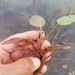 Spotted Pondweed (Potamogeton pulcher) · iNaturalist