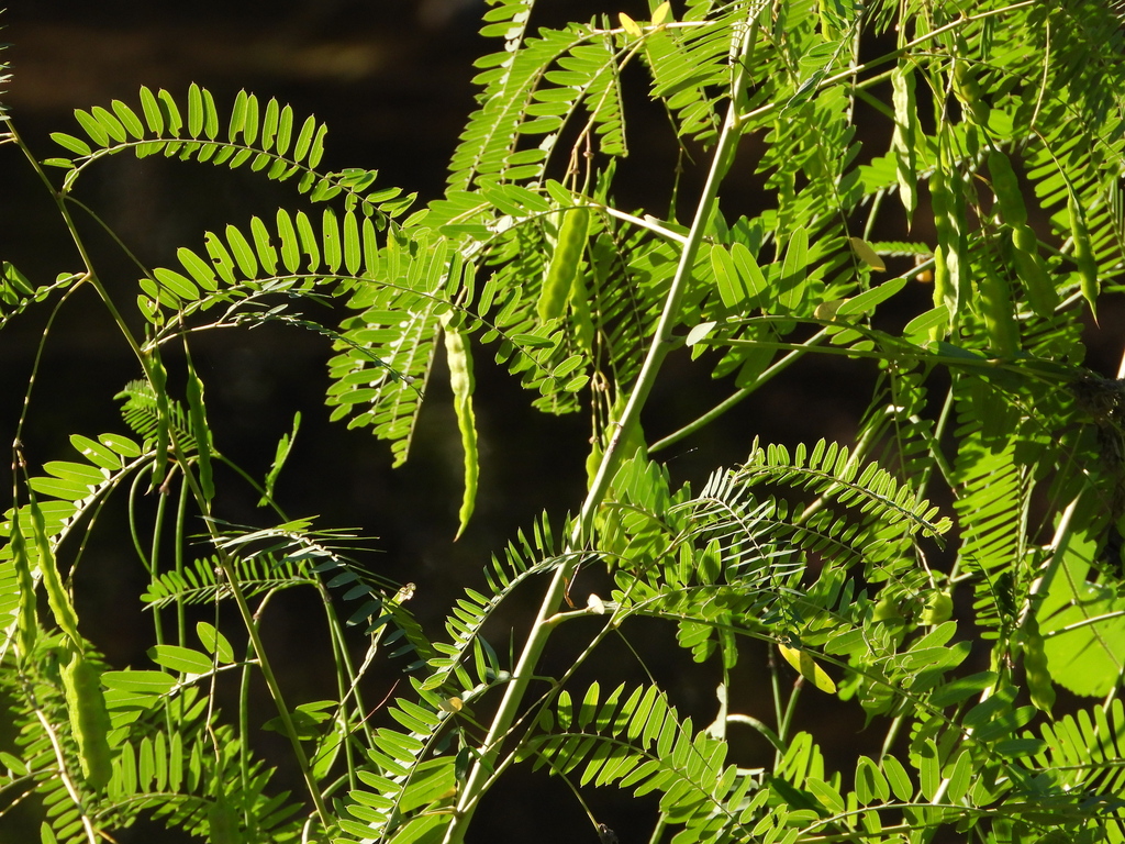 Rattlebush from Williamson, Texas, United States on September 21, 2022 ...