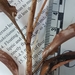 Spotted Pondweed (Potamogeton pulcher) · iNaturalist