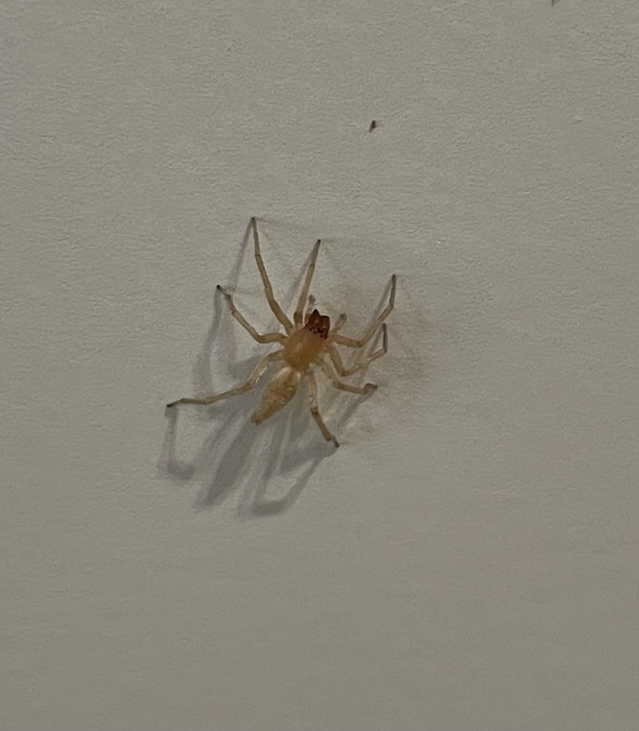 Leafcurling Sac Spiders in September 2022 by jasondain · iNaturalist