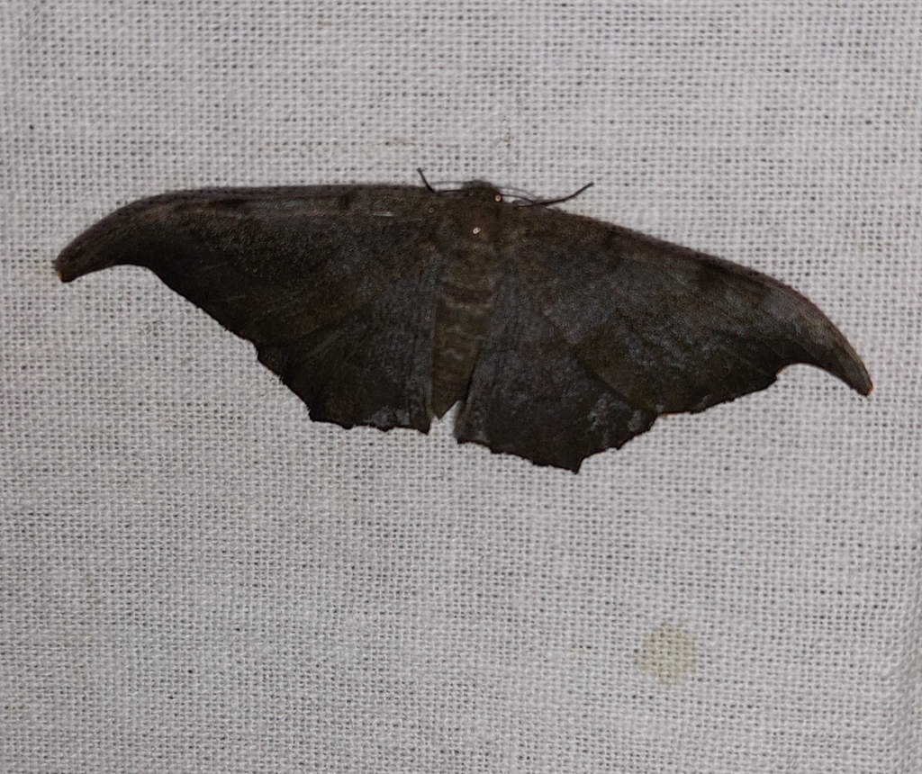 Black Looper from Sanjay Gandhi, IN-MH-TH, IN-MH, IN on September 22 ...