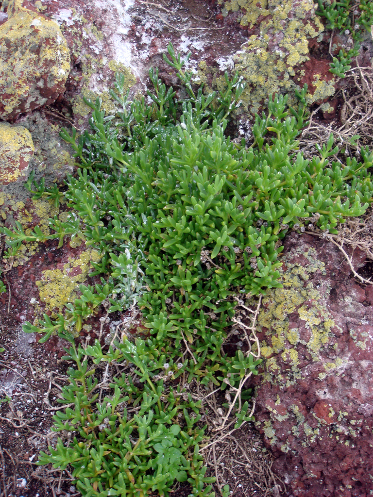 Kermadec Ice Plant from Kermadec Islands, southern Kermadec Islands ...