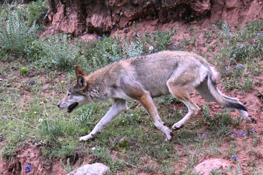 Tibetan Wolf (Canis lupus filchneri) - Know Your Mammals