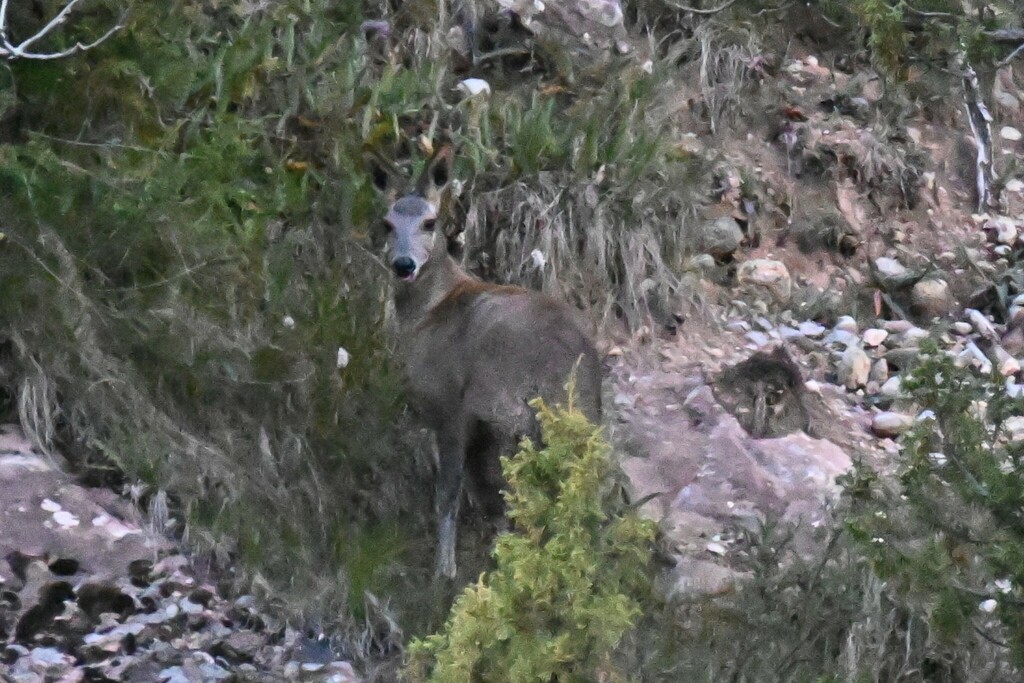 Alpine Musk Deer in July 2022 by Amaël Borzée · iNaturalist