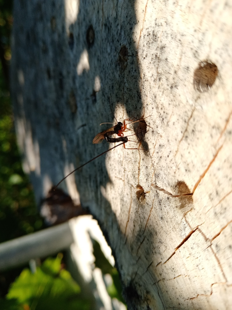 Ichneumonid Wasps from Lorraine, Bern, Schweiz on September 22, 2022 at ...