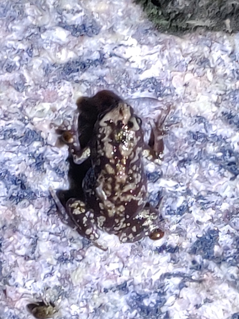 White-bellied pug-snout frog from INDIAN INSTITUTE OF RICE RESEARCH ...