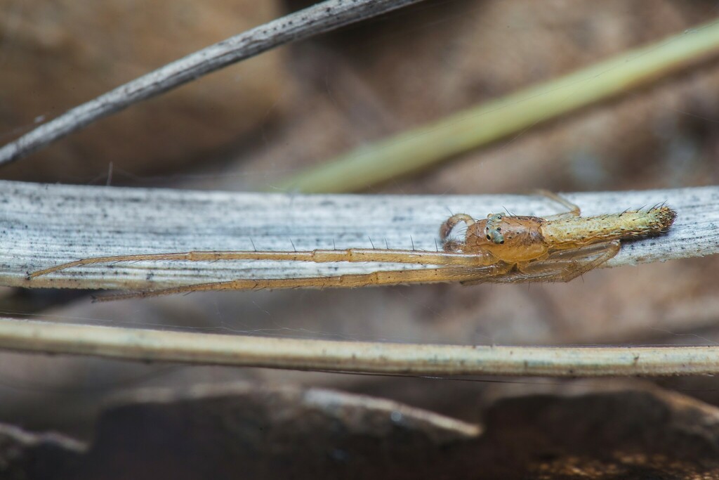 Spotted Monaeses Crab Spider from Castellón, España on September 13 ...