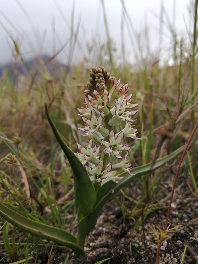 Wurmbea inusta from Rondebosch, Cape Town, 7700, South Africa on ...