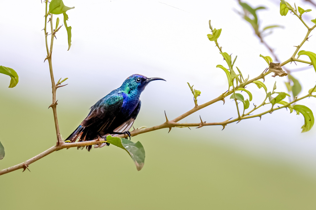 Palestine Sunbird from 23rd July Street, Salalah, Dhofar, OM on ...