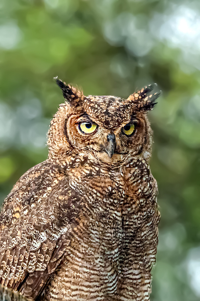 Arabian Eagle-Owl (Bubo milesi) - Avian Discovery