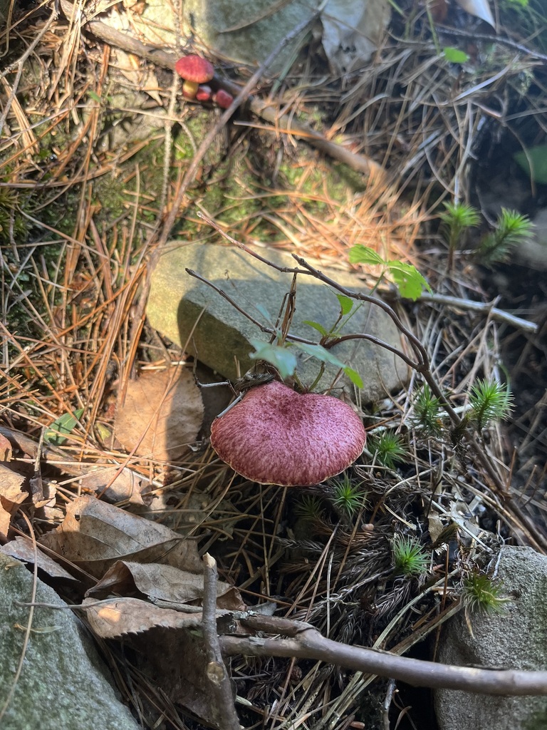 Suillus paluster from Monroe County, PA, USA on September 17, 2022 at ...