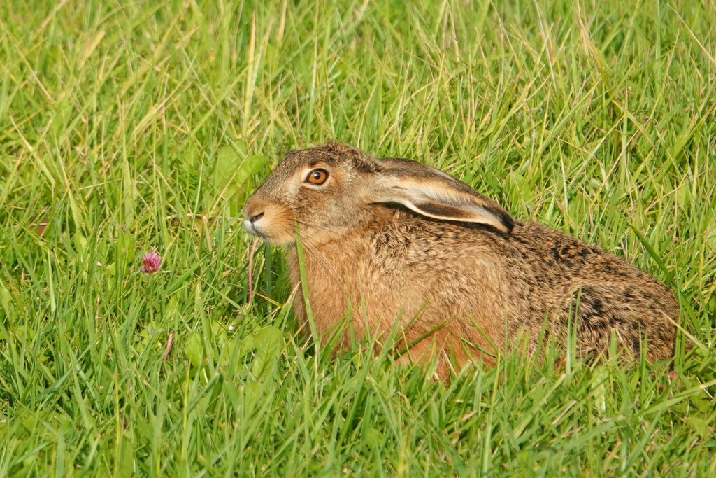 Brown Hare from 6576 Ooij, Nederland on September 20, 2022 at 05:48 PM ...