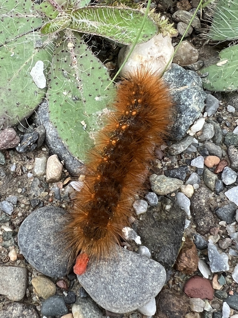 Virginian Tiger Moth from Grand Manan Island, Grand Manan, NB, CA on ...
