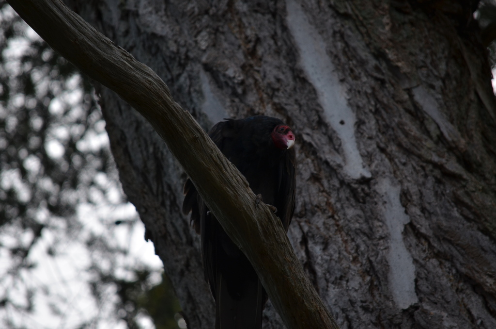 Turkey Vulture from Capital, BC, Canada on September 03, 2022 at 03:49 ...