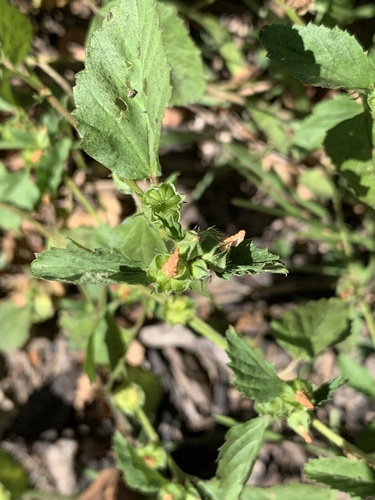 Observations by bvoltviewer · iNaturalist