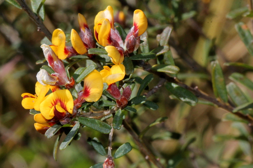 Notched Bush-pea (Pultenaea retusa) - Botanical Realm