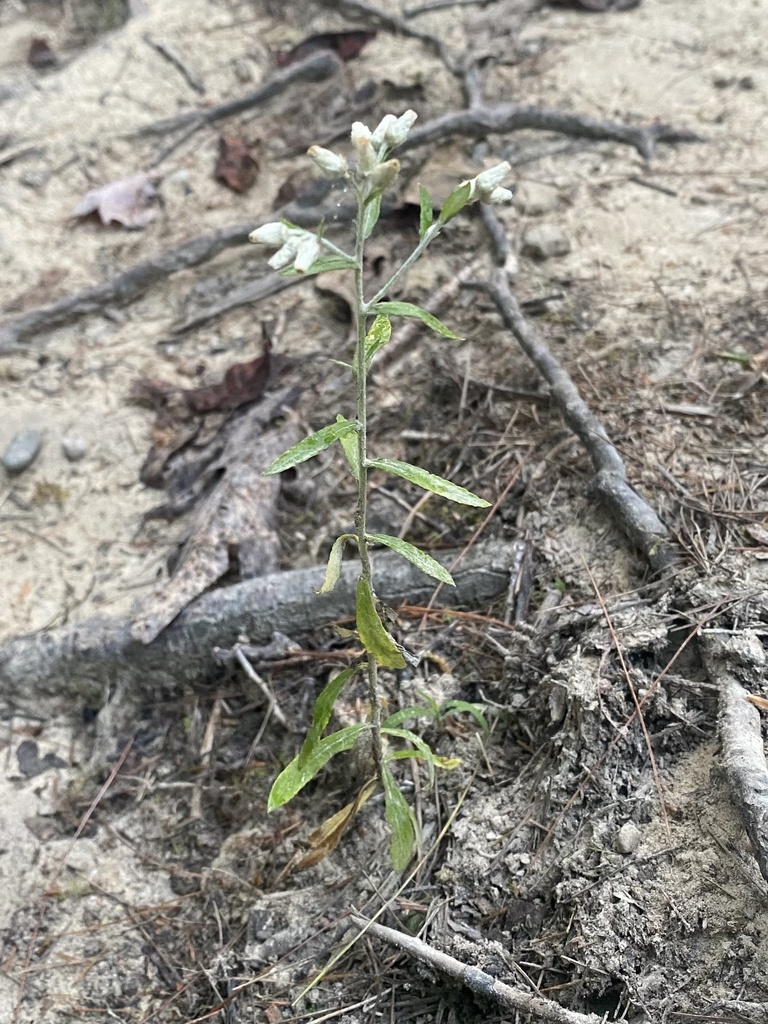 sweet everlasting from Daniel Boone National Forest, Stanton, KY, US on ...
