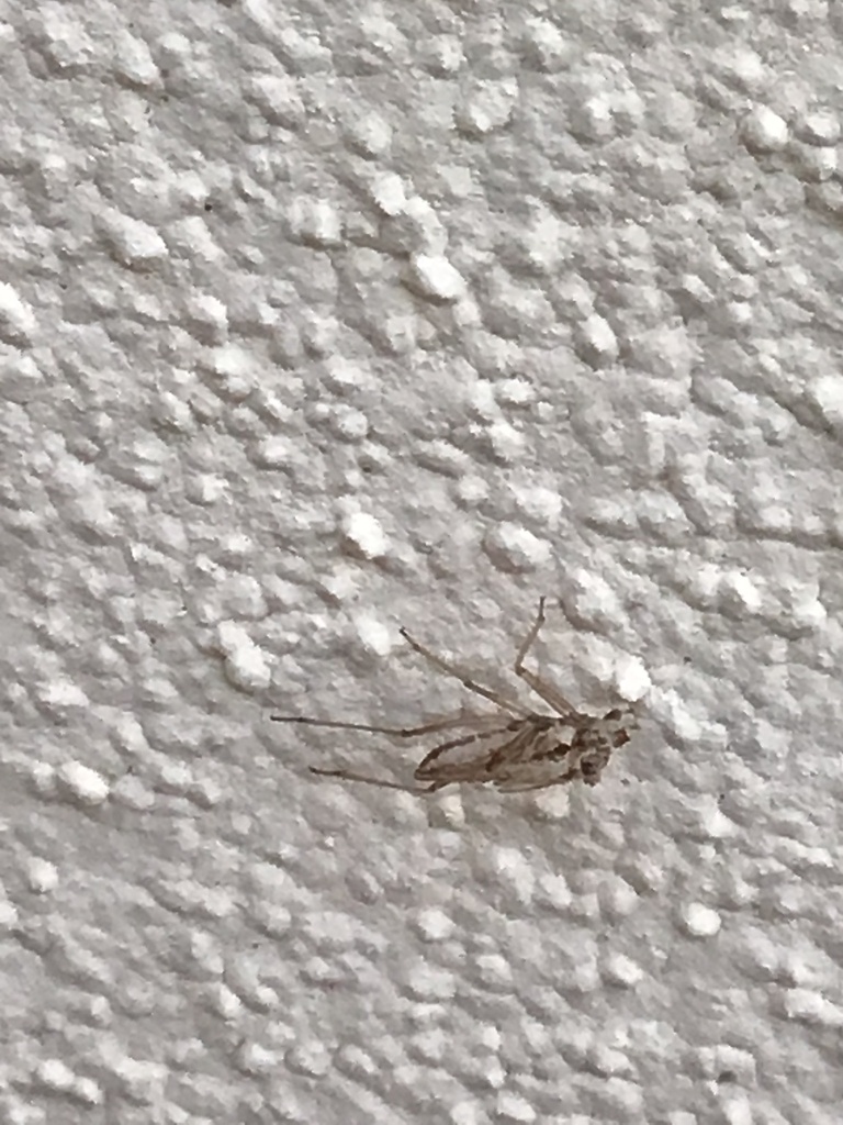 Insects from Cremona, Lombardia, IT on September 22, 2022 at 07:06 PM ...
