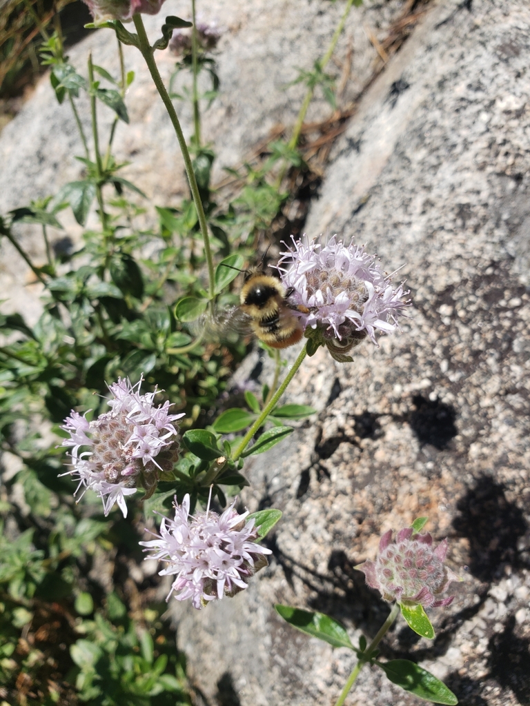 Bumble Bees from Pioneer, CA 95646, USA on August 19, 2022 at 02:15 PM ...