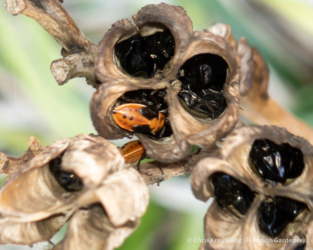 Small Milkweed Bug from Beverly Square East, New York, United States on ...