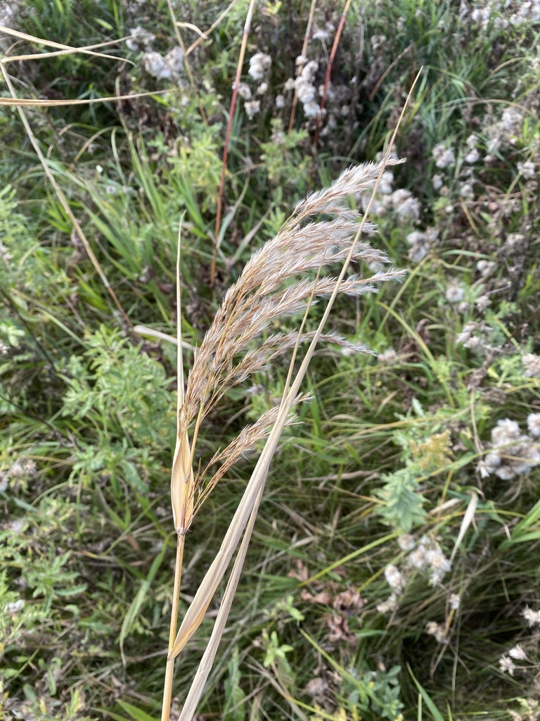 American common reed from 457th Ave, Arlington, SD, US on September 22 ...