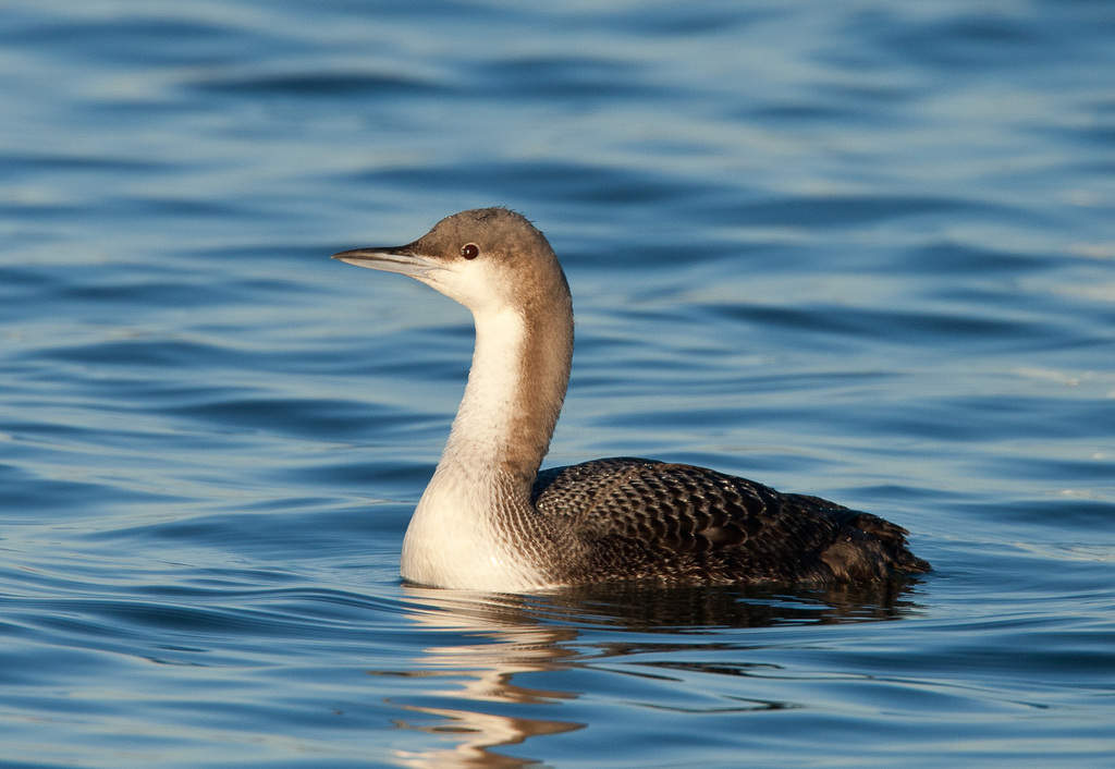 Pacific Loon from Balmorhea Lake, Texas on January 14, 2009 by Greg ...