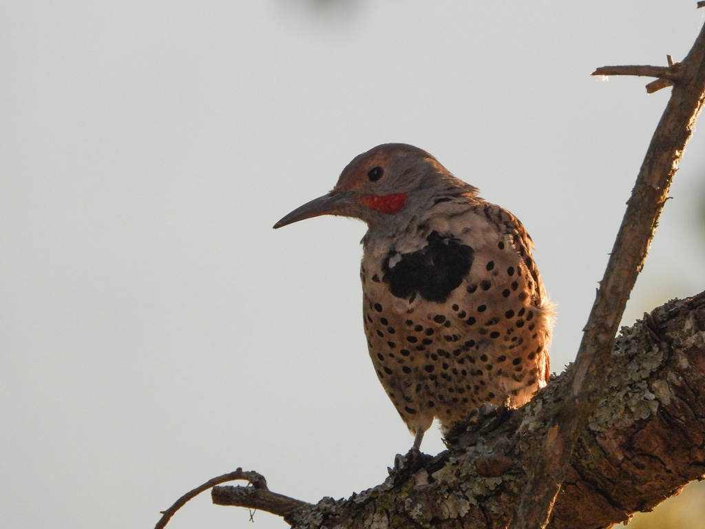Northern Red-shafted Flicker from Dhaliwal Pl, Chilliwack, BC, CA on ...