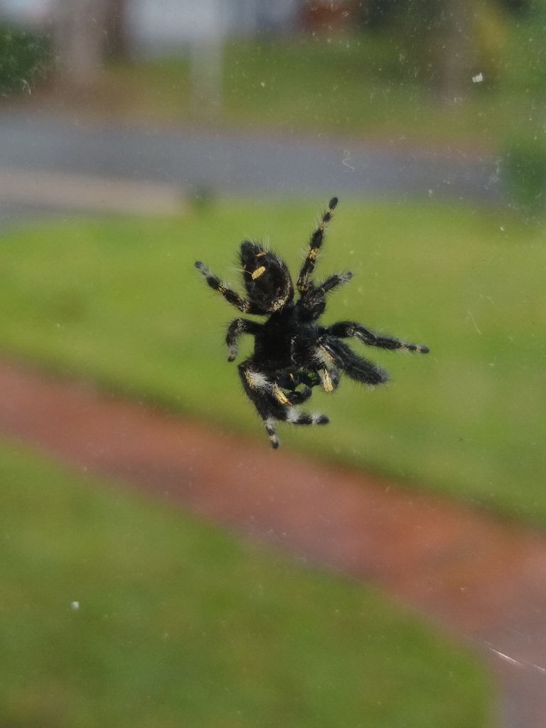 Bold Jumping Spider in September 2022 by Mel. Big friend! It wasn't ...
