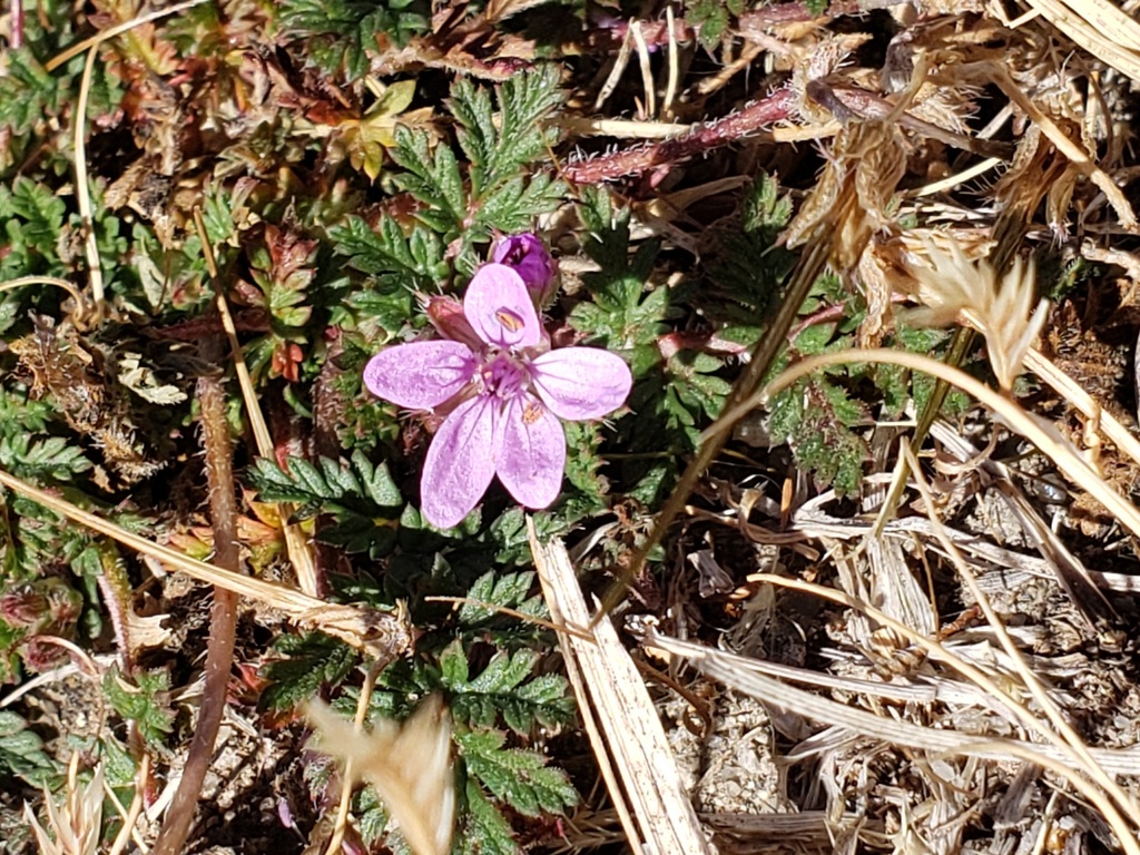 Redstem Stork's-bill from Briargate, Colorado Springs, CO, USA on ...