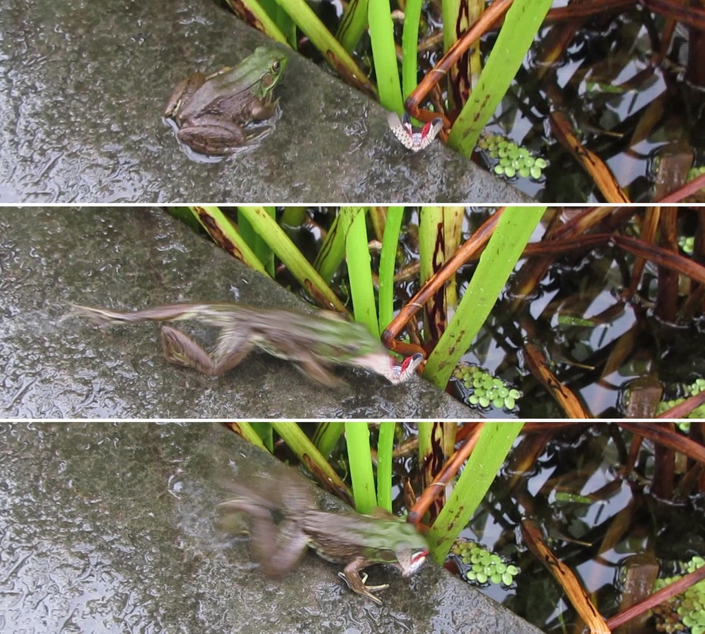 Green Frog from North Brunswick Township, NJ, USA on September 22, 2022 ...