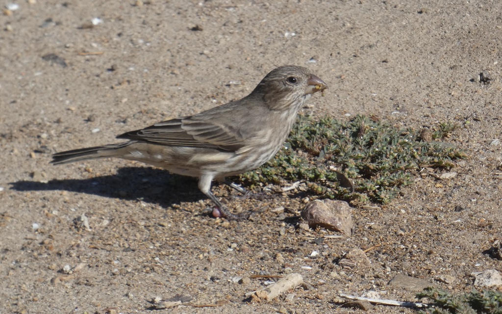 House Finch from Morena, San Diego, CA, USA on September 15, 2022 by ...